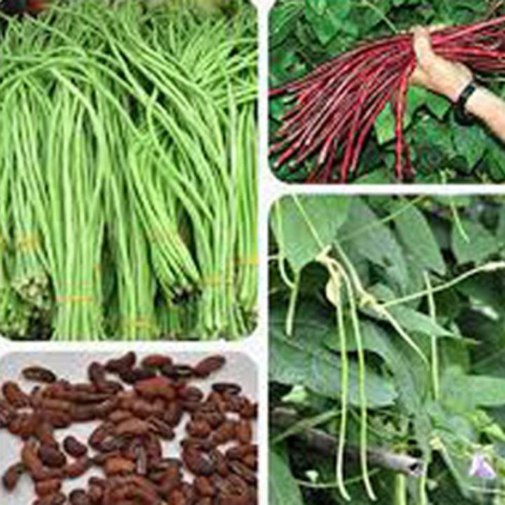 Hybrid Long Bean (Borboti) Seeds -30 Pieces | Daraz.com.bd