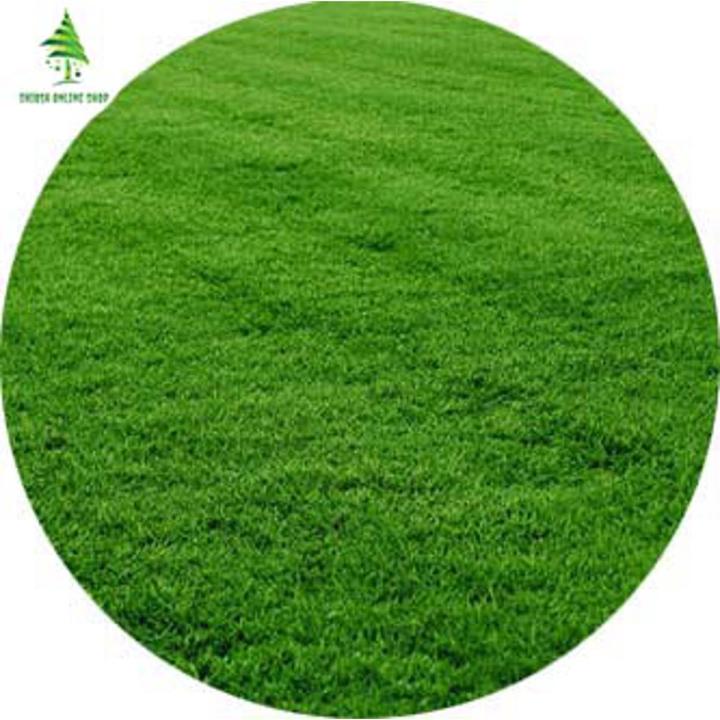 All Season Lawn Grass Seeds (কার্পেট ঘাস) - 200+ Pcs Seeds | Daraz.com.bd