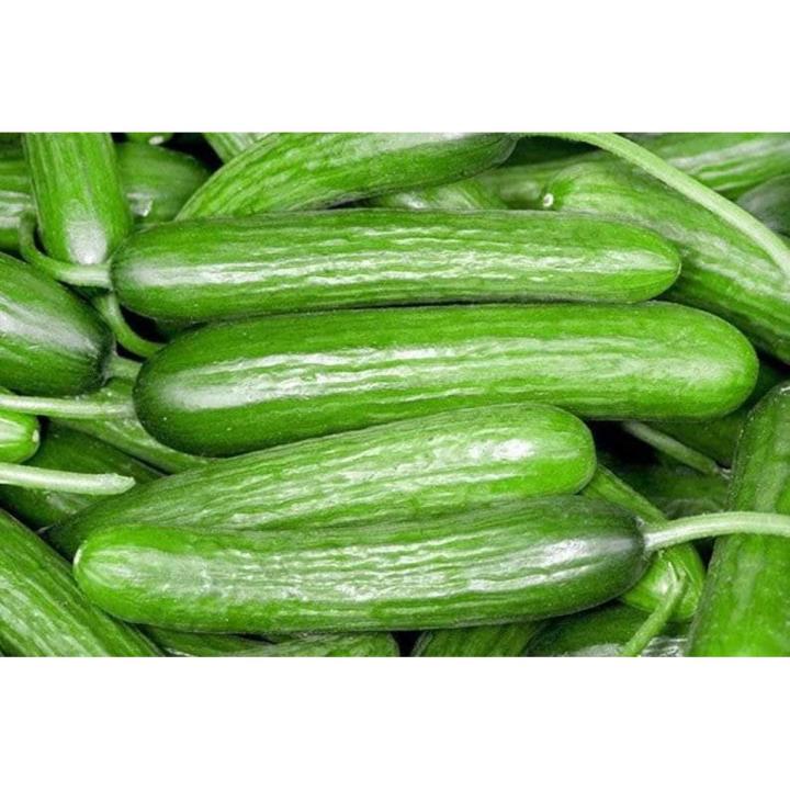 F1 Hybrid Arabian cucumber 10seeds | Daraz.com.bd