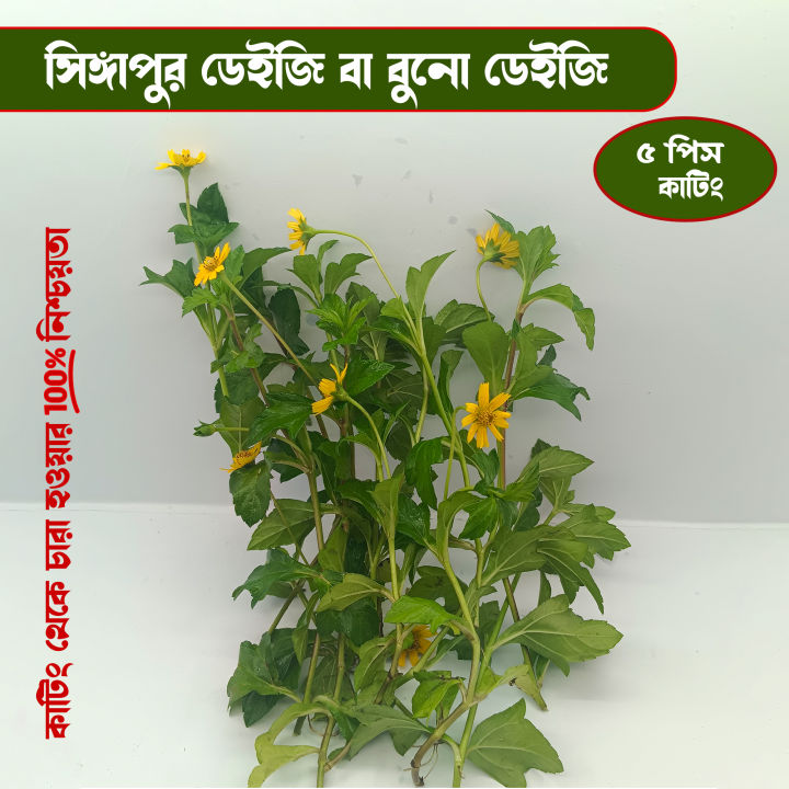 সিঙ্গাপুর ডেইজি বা বুনো ডেইজি ফুল গাছের কাটিং ০৫ পিস। Singapore Daisy ...