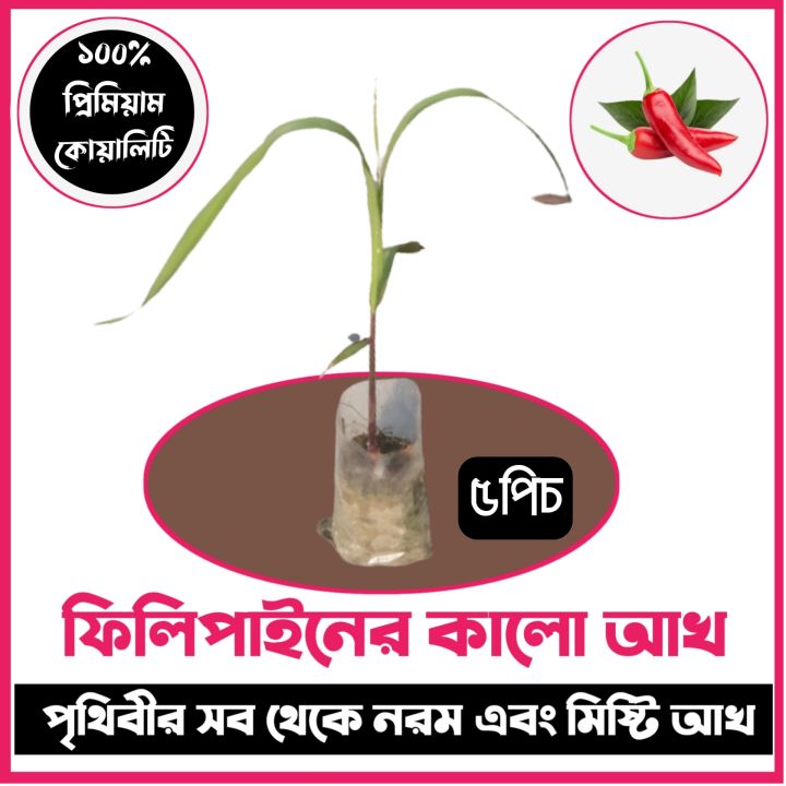 Philippines black Sugarcane Kalo Akh chara -5Pcs | Daraz.com.bd