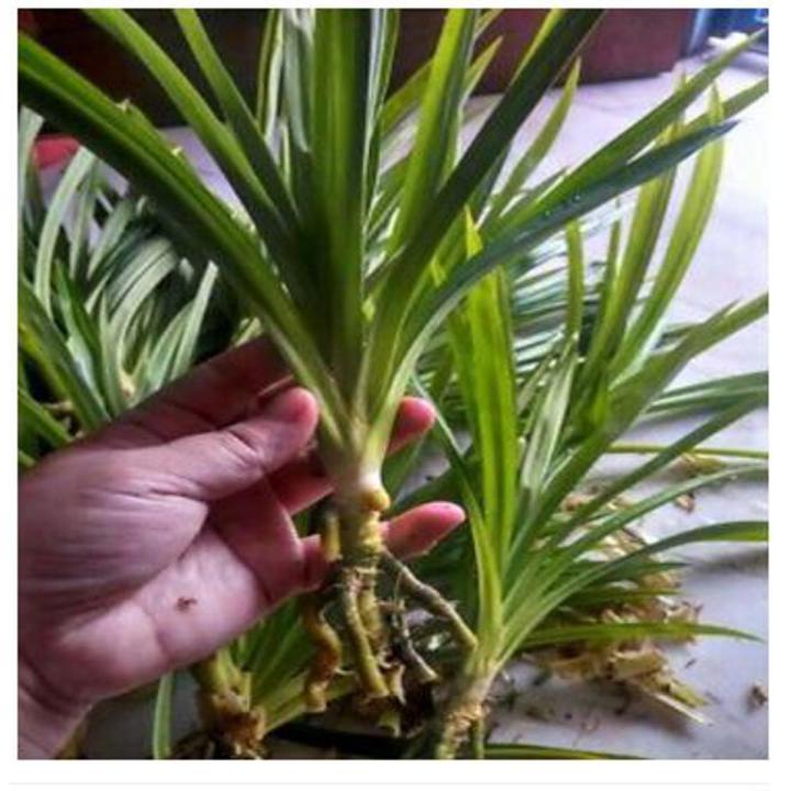 Polao Pata Small Pandan Tree Plant | Daraz.com.bd