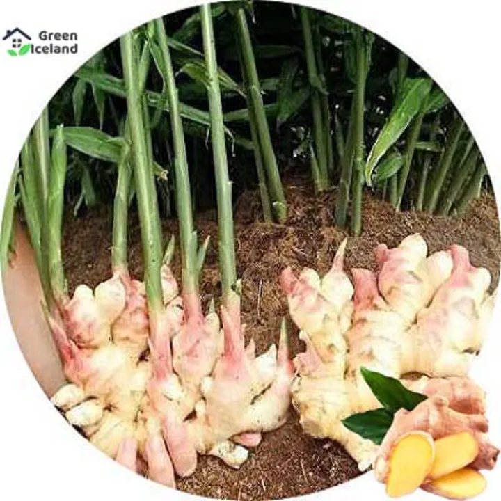 Global Ginger Seeds- 20 Pcs Seeds | Daraz.com.bd