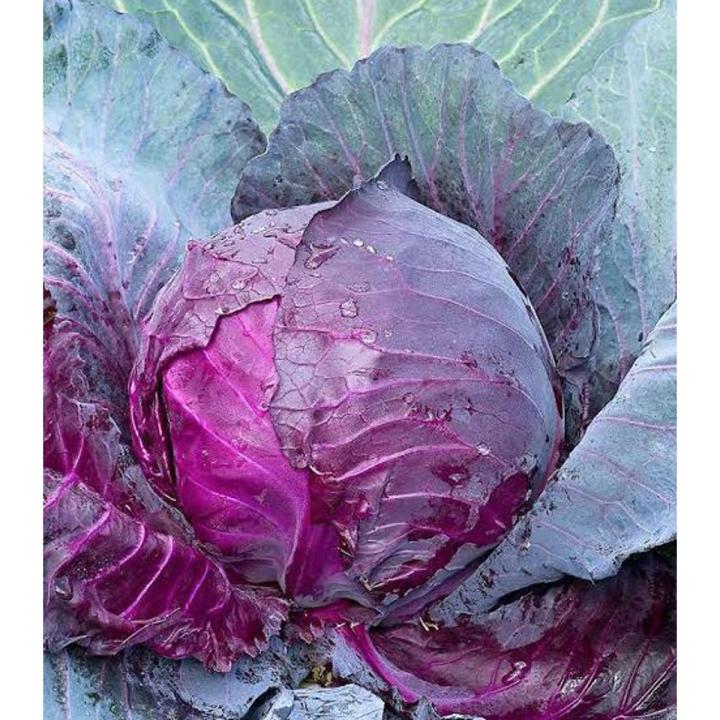 Thai red cabbage 60 seeds. (Repack & include gift- 3 items.) | Daraz.com.bd