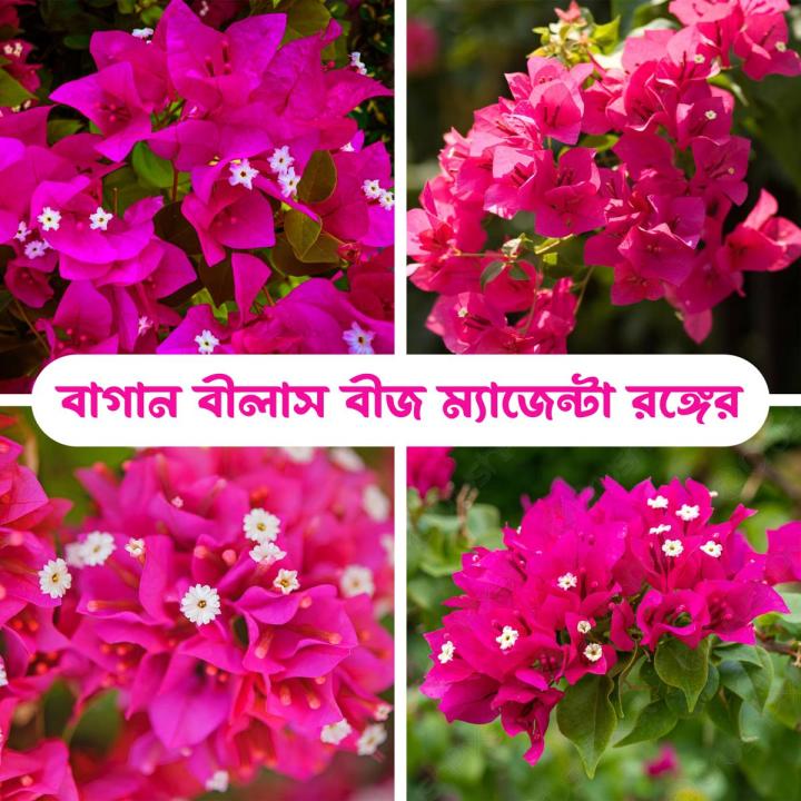 Newfangled - All Season Bougainvillea 5 Pieces Magenta color (bagan ...