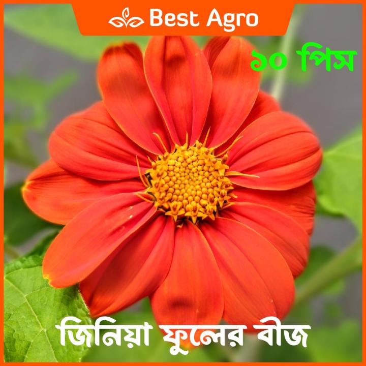 Jiniya Flowers Seeds 10+ pis | Daraz.com.bd