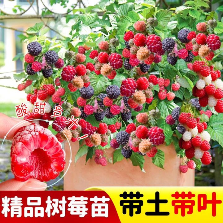 Imported 30 Pcs Seeds/pack Dwarf Raspberry Fruit Seeds for Sale Sweet ...