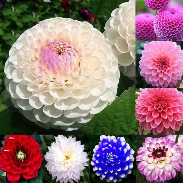 Dahlia Flower Bonsai Seeds -10 pcs seeds | Daraz.com.bd