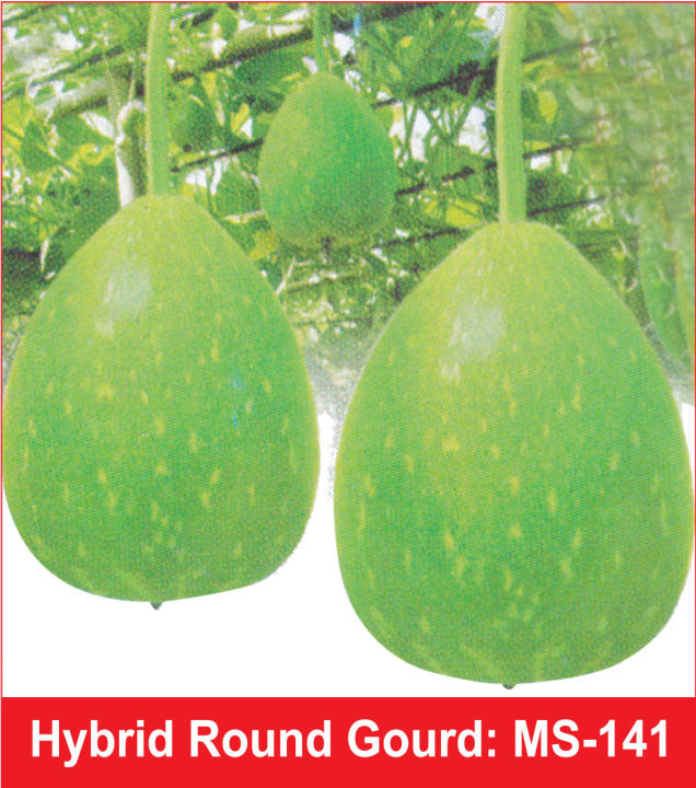 HYBRID ROUND GOURD SEEDS - 20 SEEDS | Daraz.com.bd