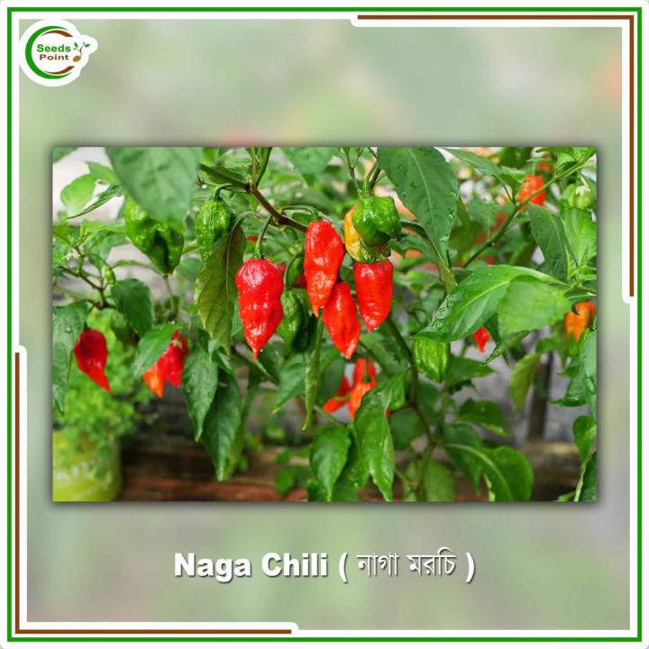 Naga Morich Seed ( Naga Chili ) - 25 seeds | Daraz.com.bd