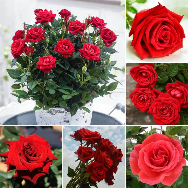 All Season Red Rose 30 Seeds | Daraz.com.bd