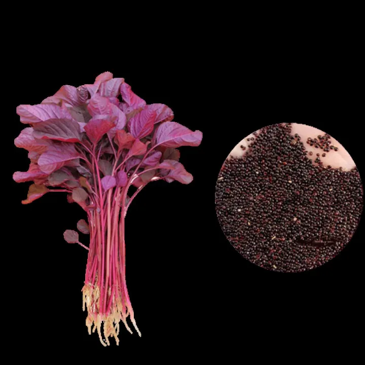 Lal Shak Seeds (Red Amaranthus Spinach) Hybrid 10 gm (5000+)Seeds ...