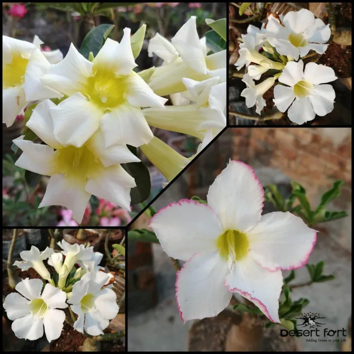 Adenium Obesum mixed colour seeds- 5 pieces | Daraz.com.bd