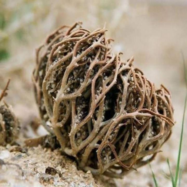 Flower of Maryam Buti মরিয়ম ফুল গর্ভবতী ও বন্ধ্যা নারীদের জন্য Ease ...