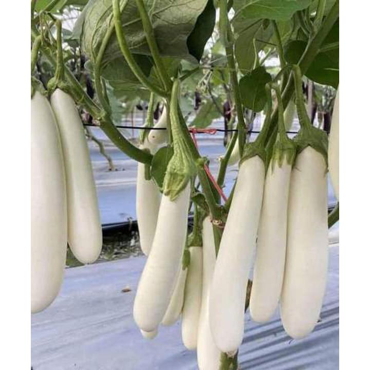 Brinjal Long Eggplant Vegetable 10 Seeds (White) | Daraz.com.bd