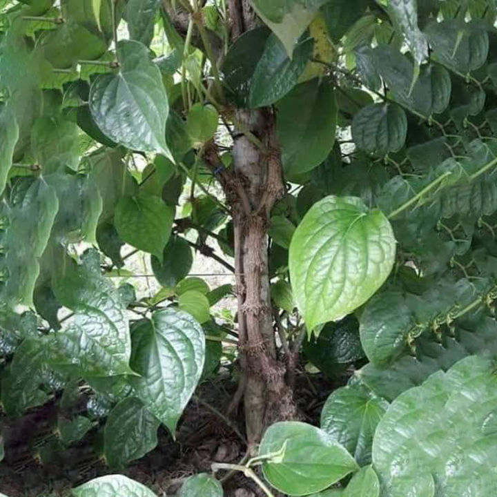 Piper Chaba seedling tree (Chui Jal) Shah Agro Farm Garden plants ...