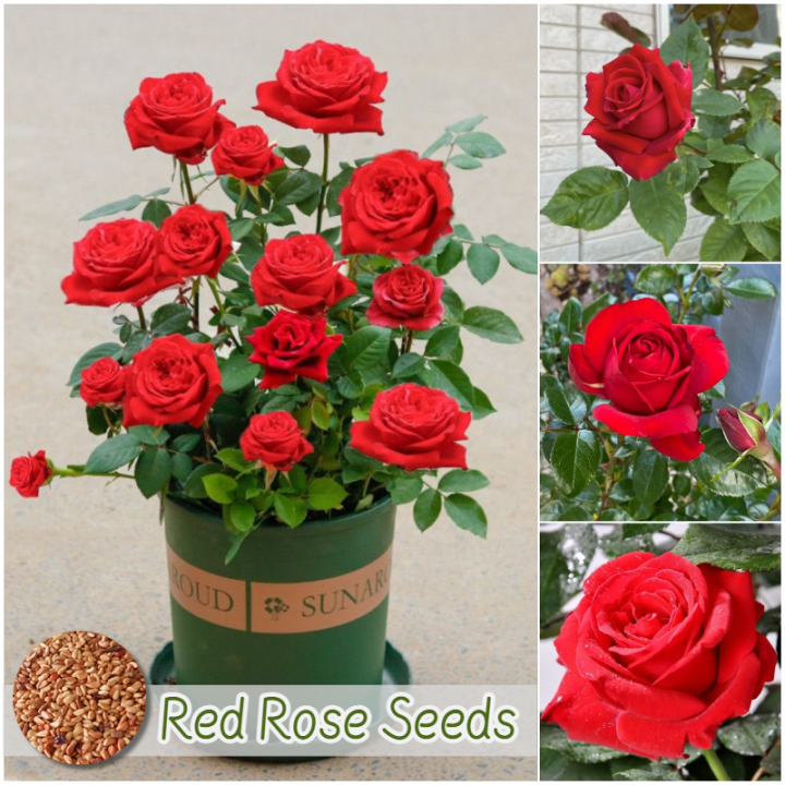 Global Mini Red Rose Tree Seeds 30+ Seeds | Daraz.com.bd