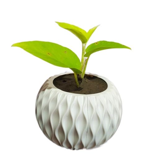 Lime Green Pothos / Neon Pothos Full Indoor Plant For Office Desk ...