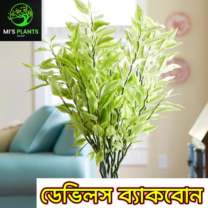 Devil's Backbone/Euphorbia Tithymaloides, Dwarf DB Plant [1 Piece Plant ...