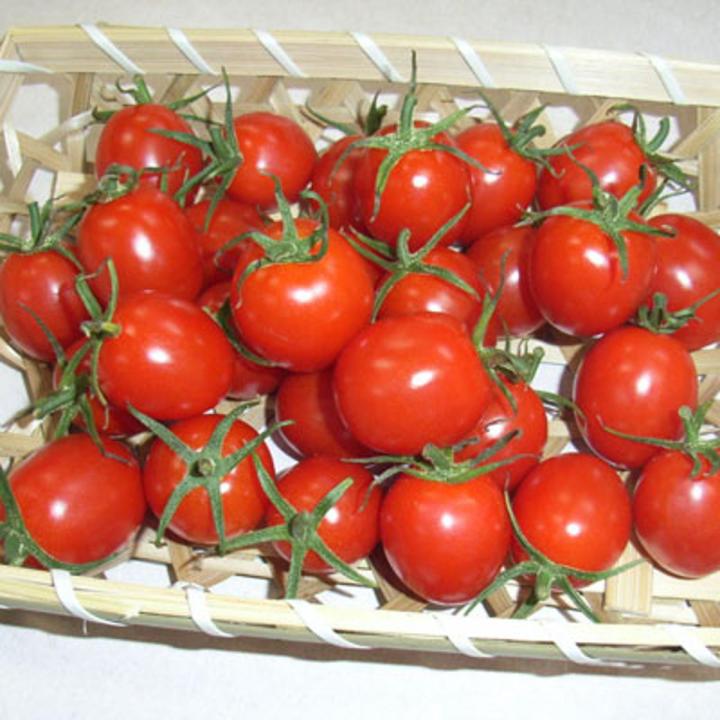All Season Japanese Tomato 35 Piece Seeds | Daraz.com.bd