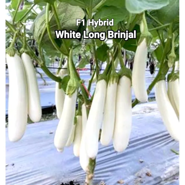 F1 Hybrid White Long Brinjal 0.5 (100+ seeds) Intact packet | Daraz.com.bd