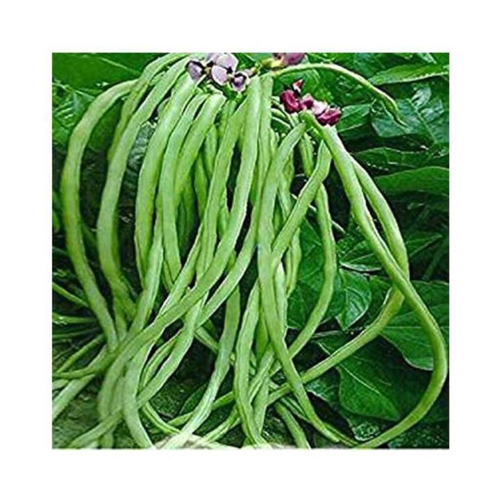 Long Green Bean Seeds - 15 Pcs seeds | Daraz.com.bd