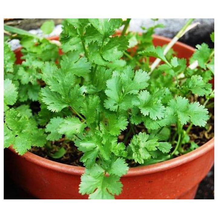 Dhoniya Pata Seed - 10 gm | Daraz.com.bd