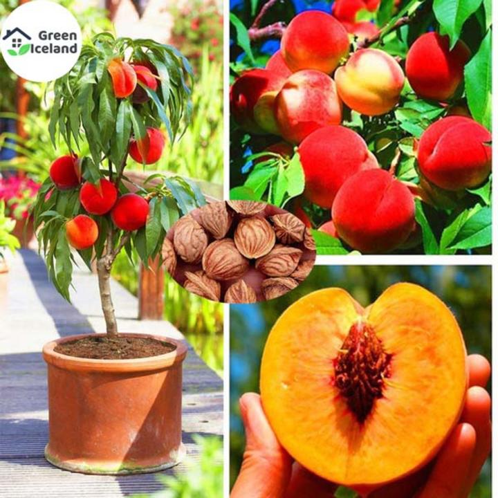 Sweet Peach Tree Seeds - 3 Pcs Seeds | Daraz.com.bd
