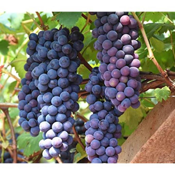 All-Seson Mix Grape Bonsai Miniature Vine Delicious Sweet Fruit ,Gold ...
