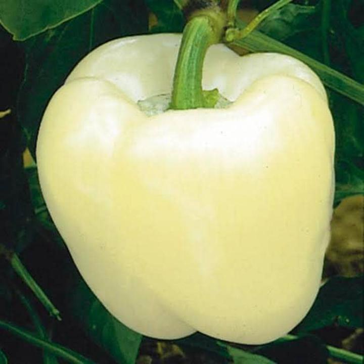 White Capsicum Seeds 20 Pice (Rare White Color Capsicum Seeds) | Daraz ...