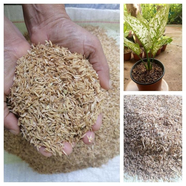 Rice Husk 250gm Divine Tree Rice Paddy Husk Rice Hulls for Plants ...