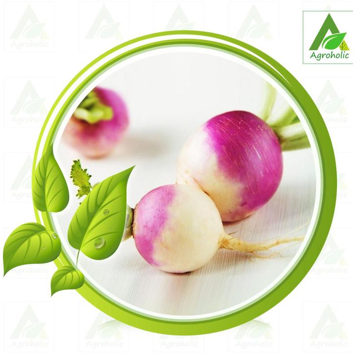 Salgom Seed - 40 seeds | Daraz.com.bd
