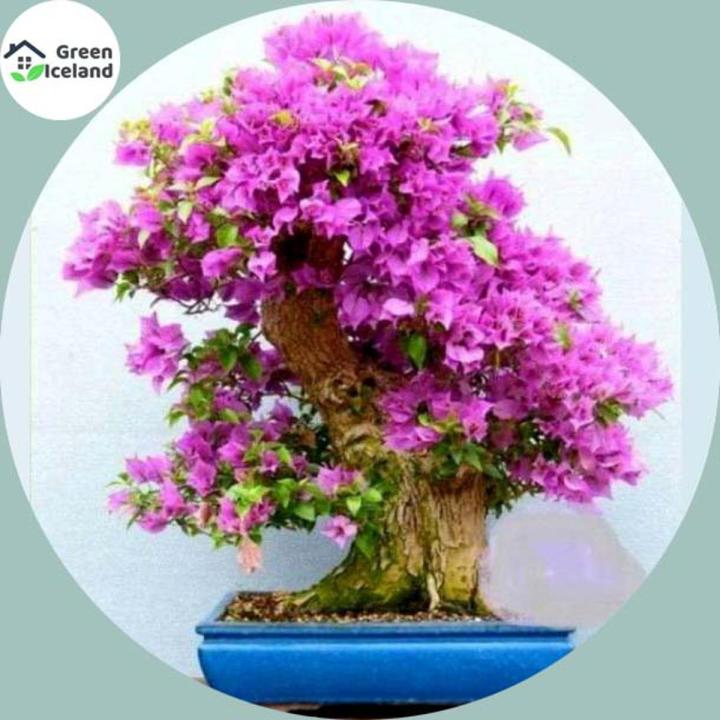 Rare Colour Purple Maple Bonsai Seeds - 15 Pcs Seeds (Global Seeds ...