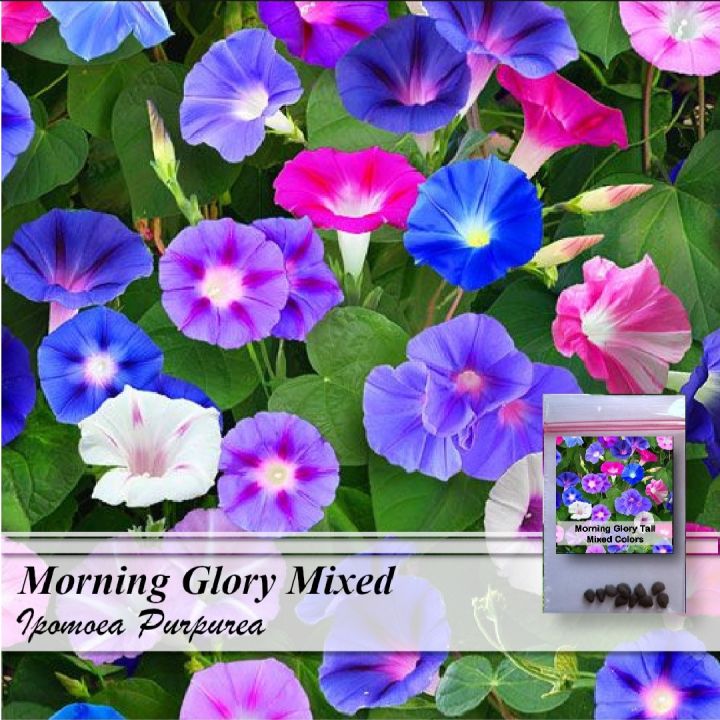 Beautiful Morning Glory Flower Seed - 10+ Pcs Seed Mix Color All Season ...