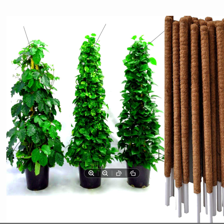 24 Inch Coir Grow Stick – 1Pcs | Daraz.com.bd