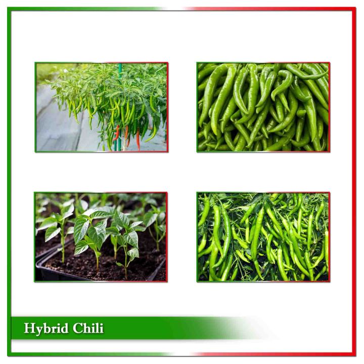 Hybrid (F1) Chili Seed - 30 Seeds | Daraz.com.bd