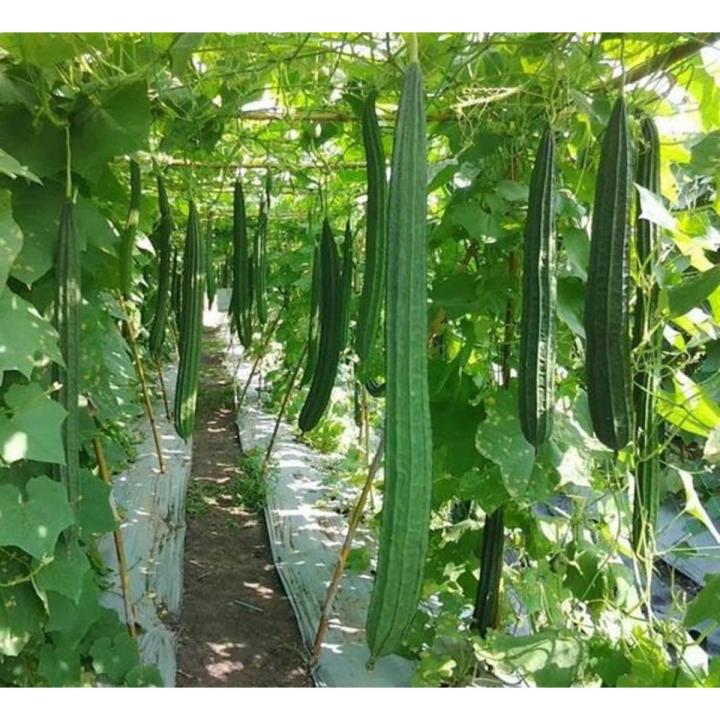 Shrimp seeds Chi chinga Seed 10 Gm | Daraz.com.bd
