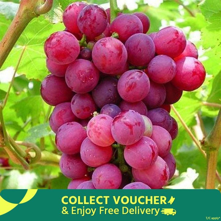20 Pcs - Delicious Red Grape Seeds(Seeds) - 20 Pcs Seeds | Daraz.com.bd