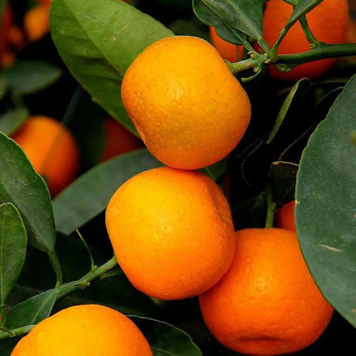10 Pcs(বীজ)Edible Fruit Mandarin Bonsai Tree Seeds Citrus Seeds Bonsai ...