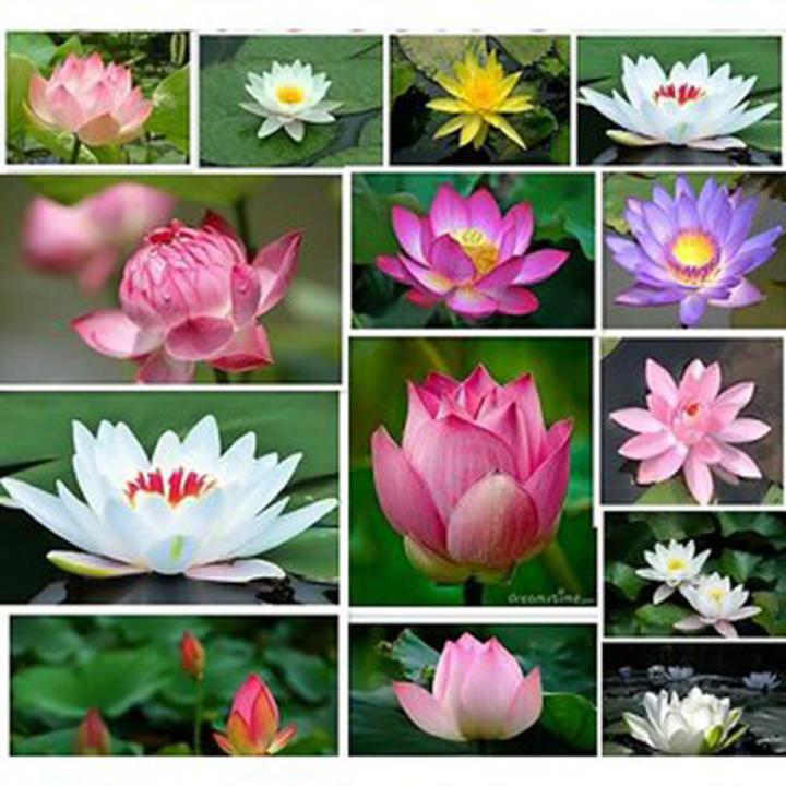 5 pcs Podmo Seeds Aquatic Flower Bonsai Pot Lotus Water Lily Seeds ...