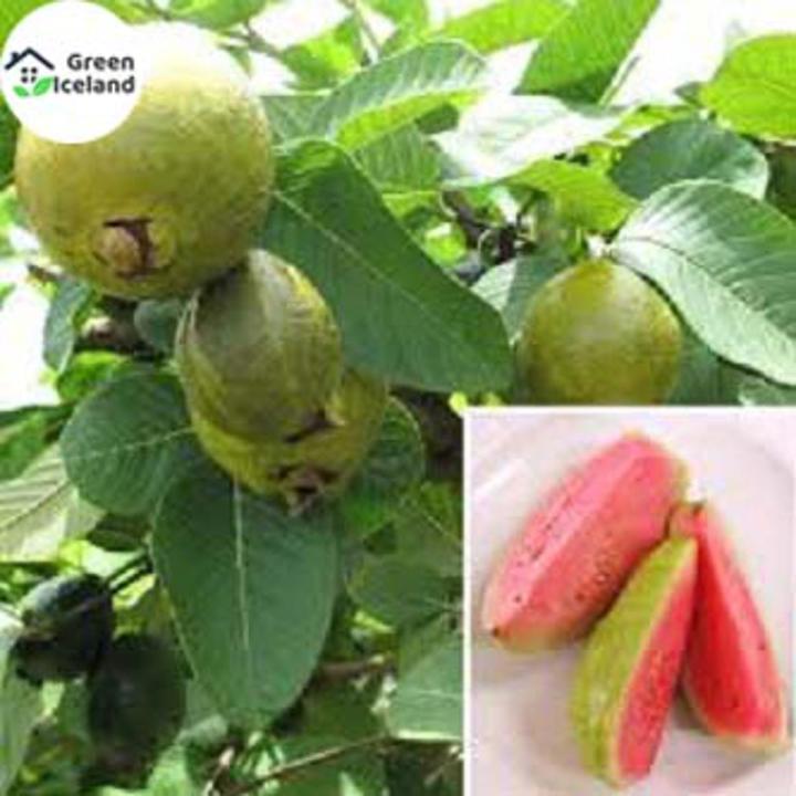 All Season Guava Seeds - 15 Pcs Seeds | Daraz.com.bd