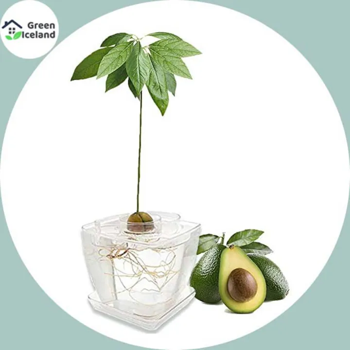 Natural Avocado Seeds - 5 Pcs Seeds | Daraz.com.bd