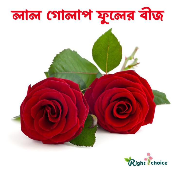 Hybrid Red Rose Flowers Seeds 6 pice + gift | Daraz.com.bd
