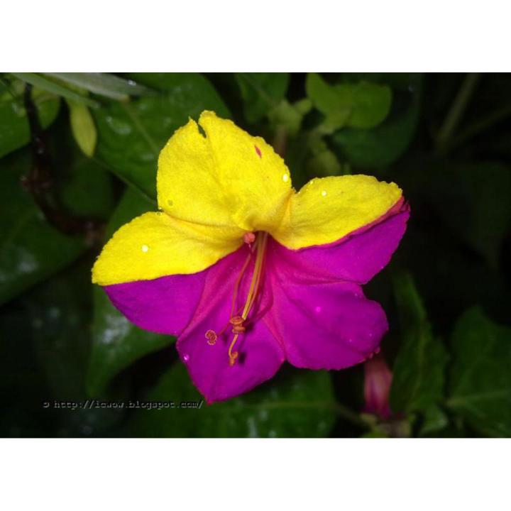 Marvel Of Peru Flower seeds SHONDHA MALOTI - 15Pcs Seeds | Daraz.com.bd