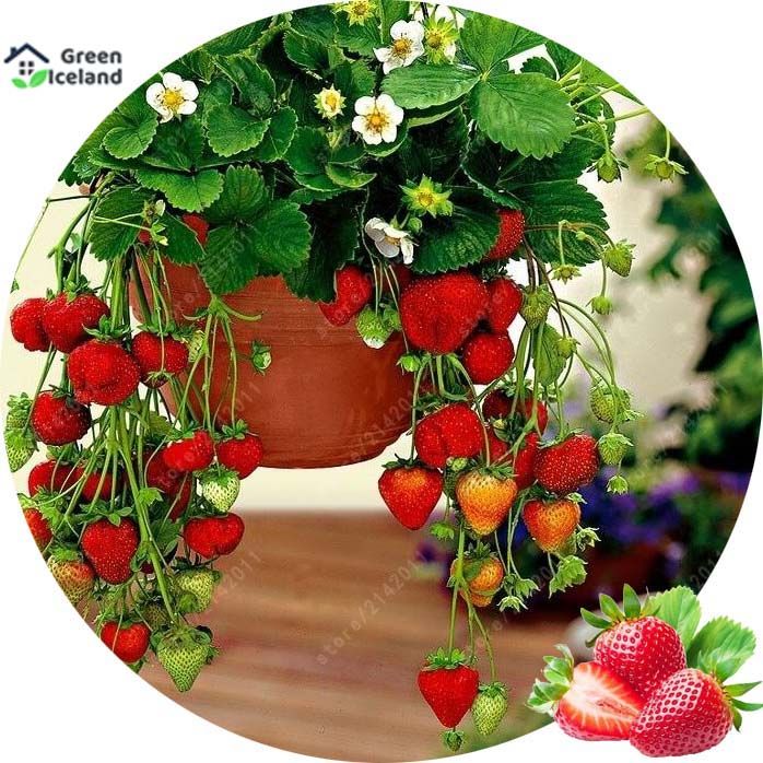 Giant Strawberry Fruit Bonsai Seeds(Natural)(null). | Daraz.com.bd