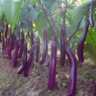HIgh Quality Long Bringel/ Lomba Begun Seeds Repack 150+ pis Seeds ...
