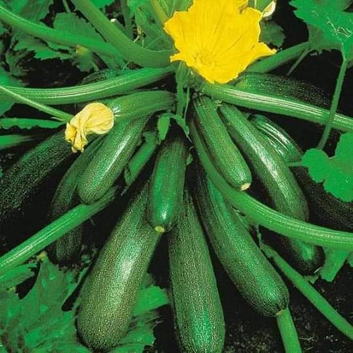 Squash Seed 5Pse Intack pack Seed | Daraz.com.bd