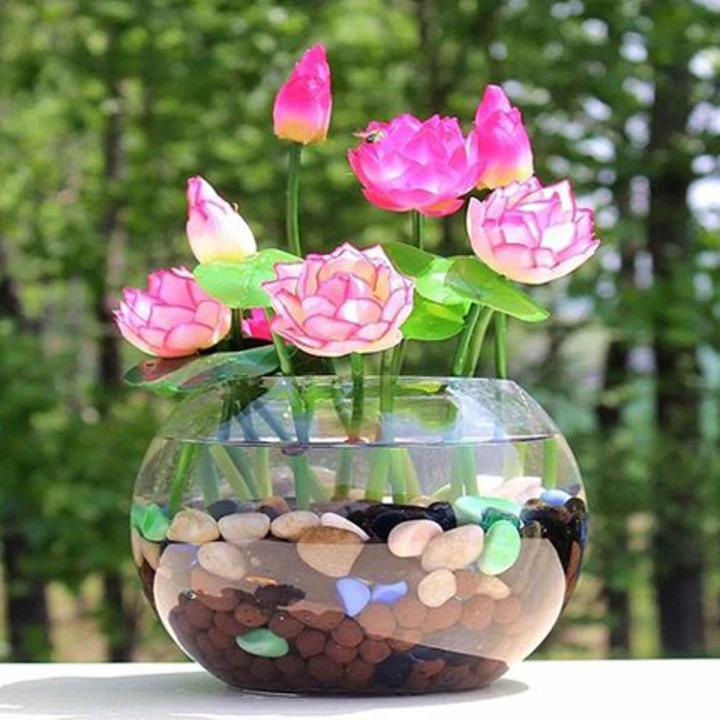 5 Pcs Podmo Aquatic Plants Seeds Flower Bonsai Pot Lotus Water Lily ...