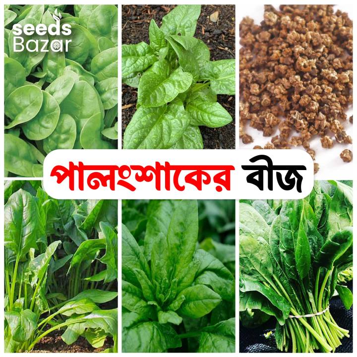 Spinach Vegetable Palong Shak Seeds for All Season 40pics + Gift ...