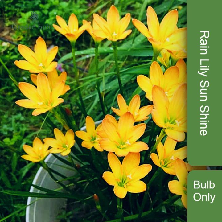Sun Shine Rain Lily Flower Bulb From Garden Hub / For Rooftop Garden ...